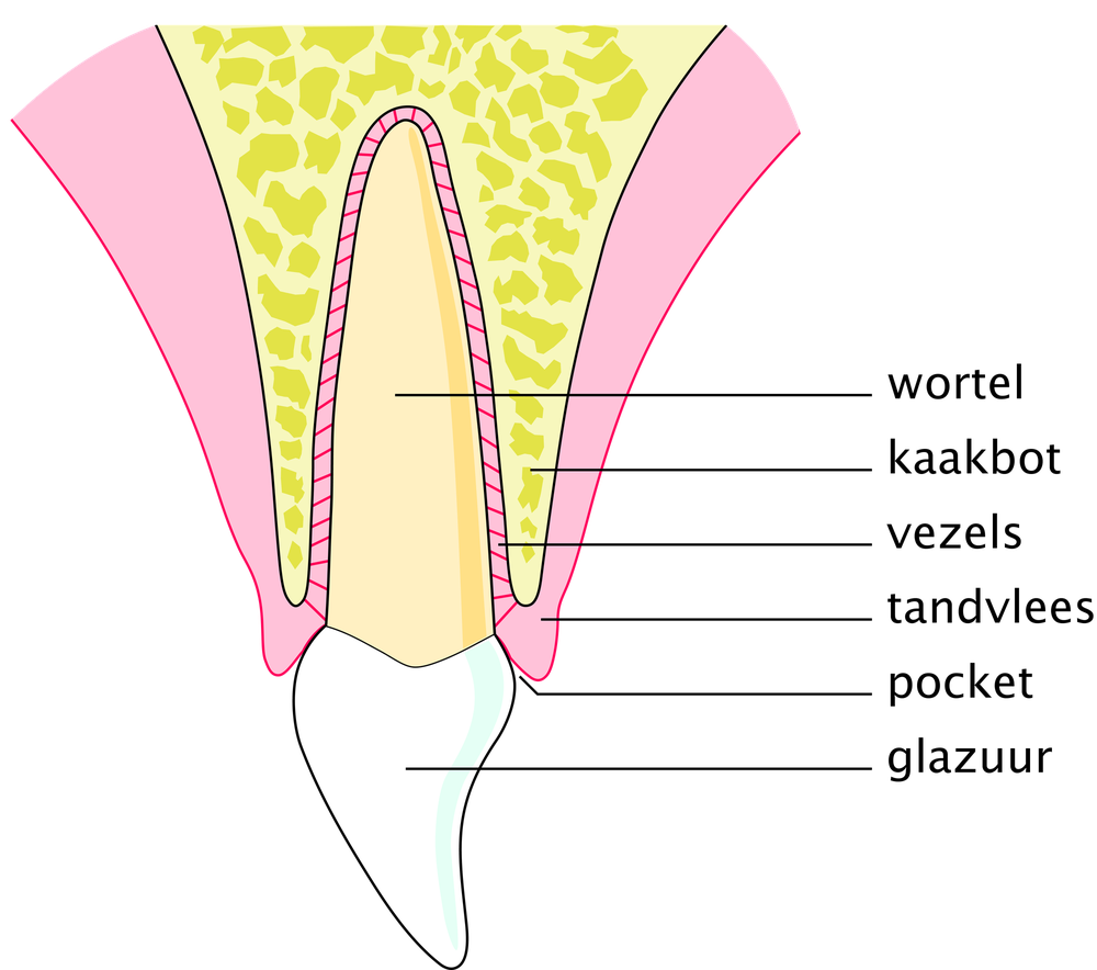 NVvP - Het parodontium